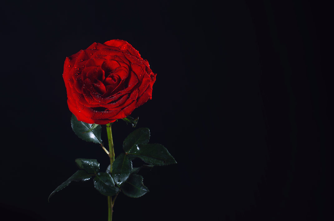 Valentines Day Flowers Canberra | Flower Delivery